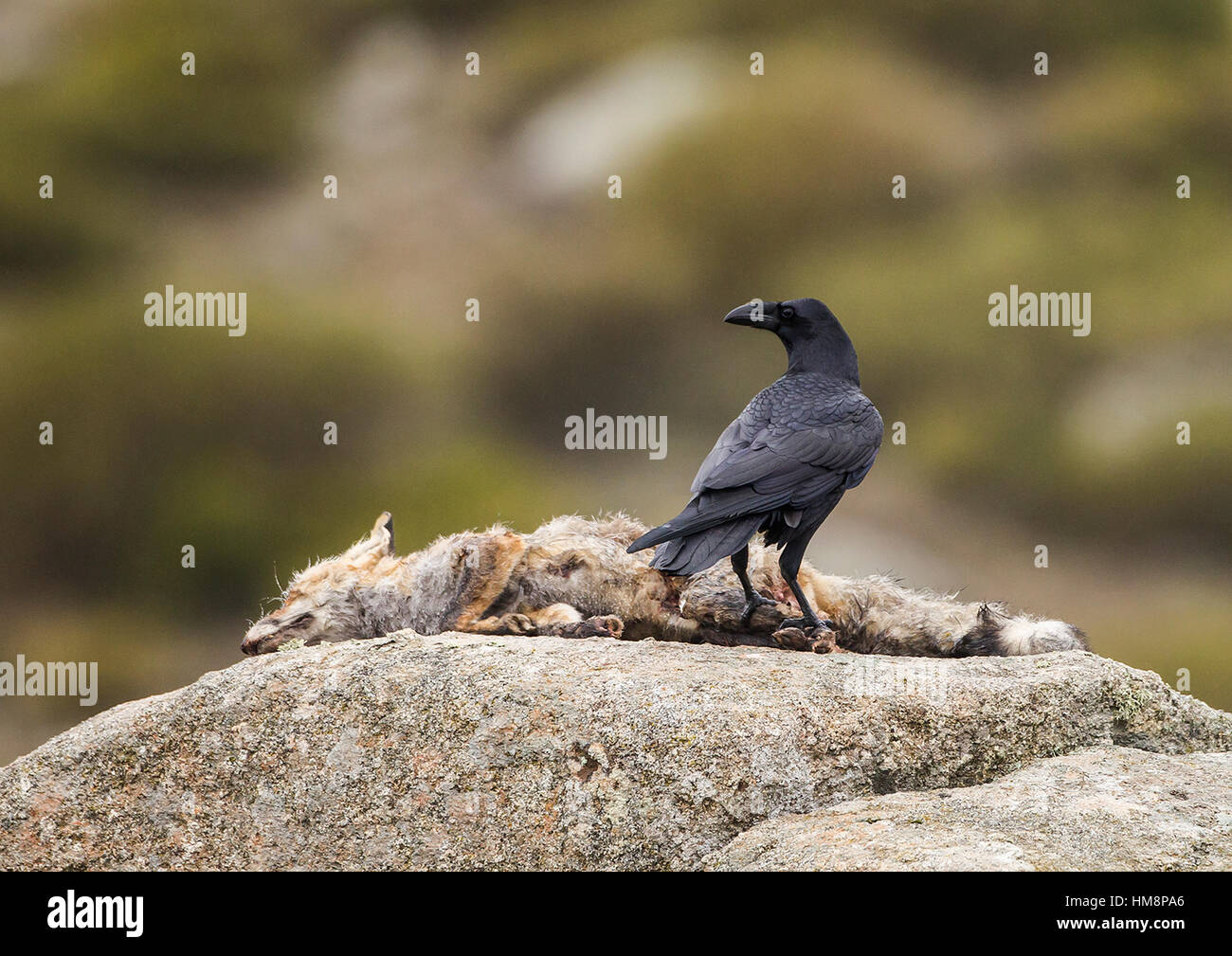 Der rabe und der fuchs -Fotos und -Bildmaterial in hoher Auflösung – Alamy