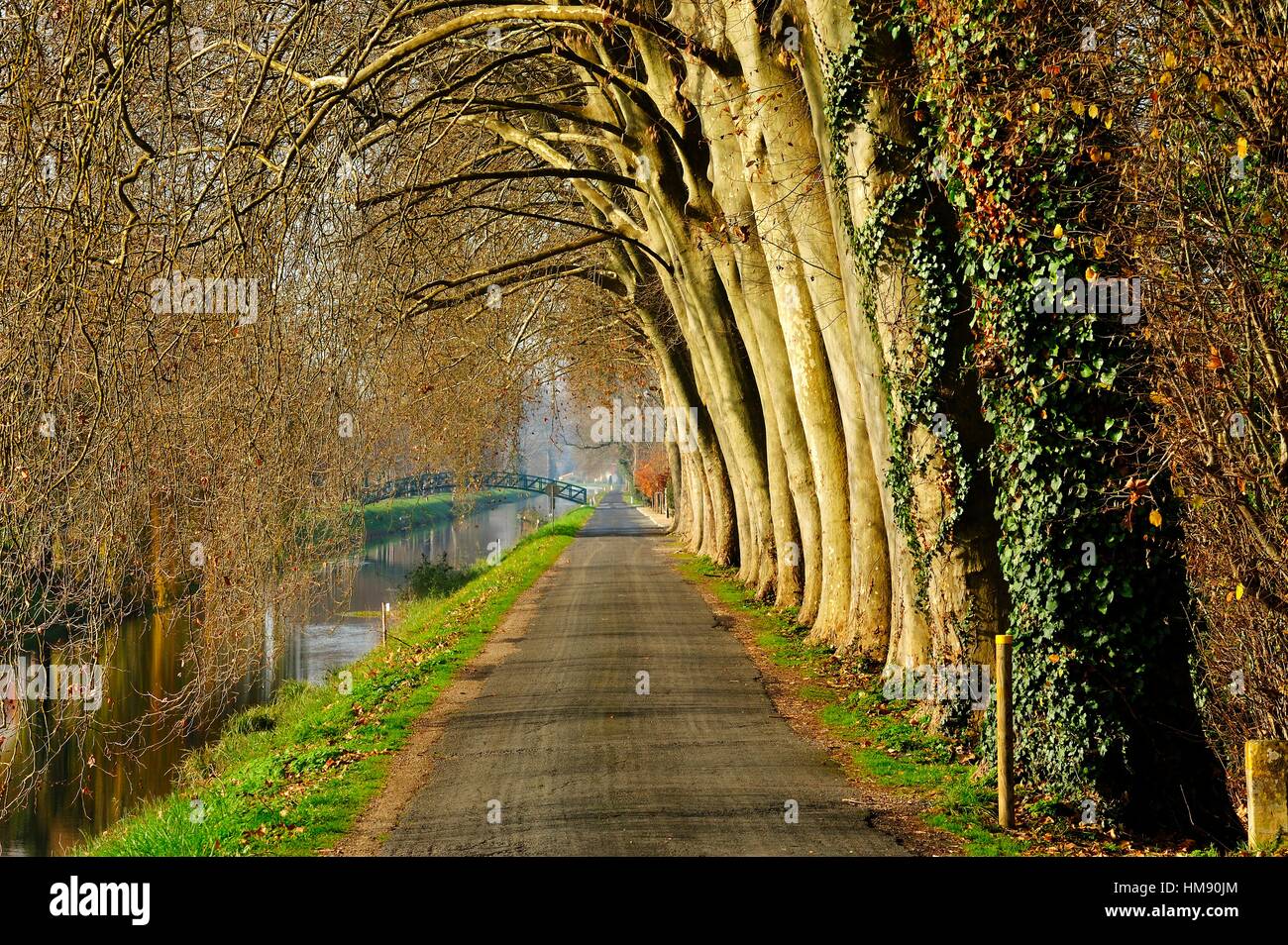 Platanus spp -Fotos und -Bildmaterial in hoher Auflösung – Alamy