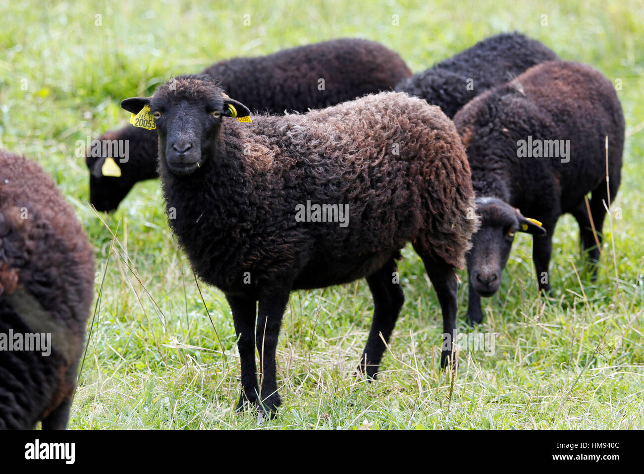 Ouessant schaf -Fotos und -Bildmaterial in hoher Auflösung – Alamy