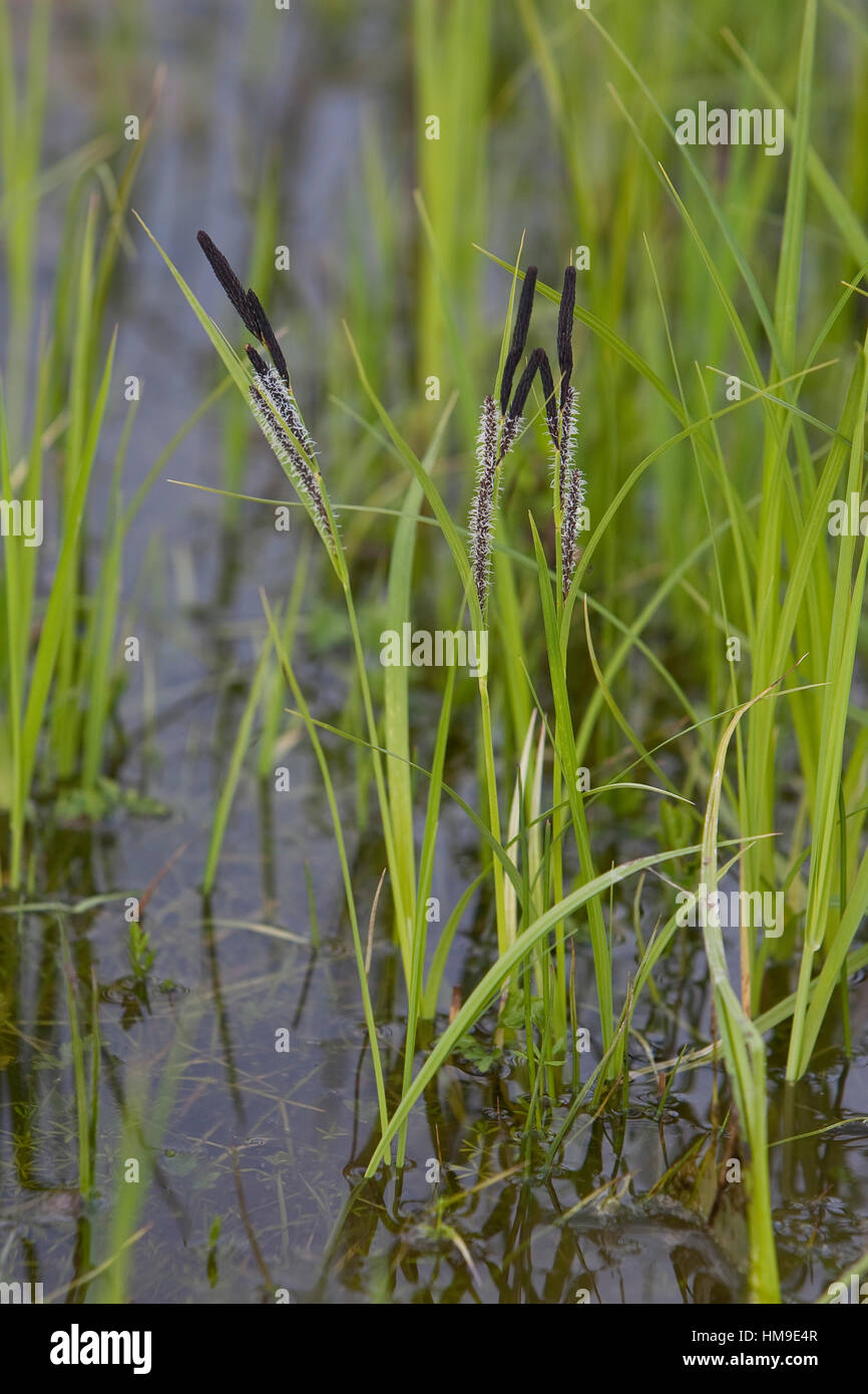 Schlank-Segge, Schlanksegge, Spitzsegge, Spitz-Segge, Segge, Carex ...