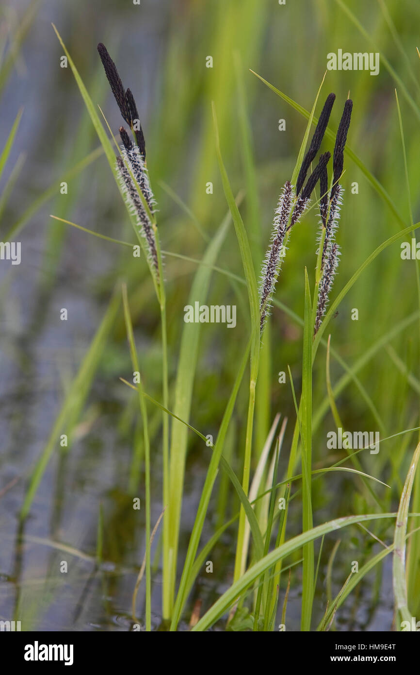 Akute sedge schlank tufted sedge carex acuta -Fotos und -Bildmaterial ...