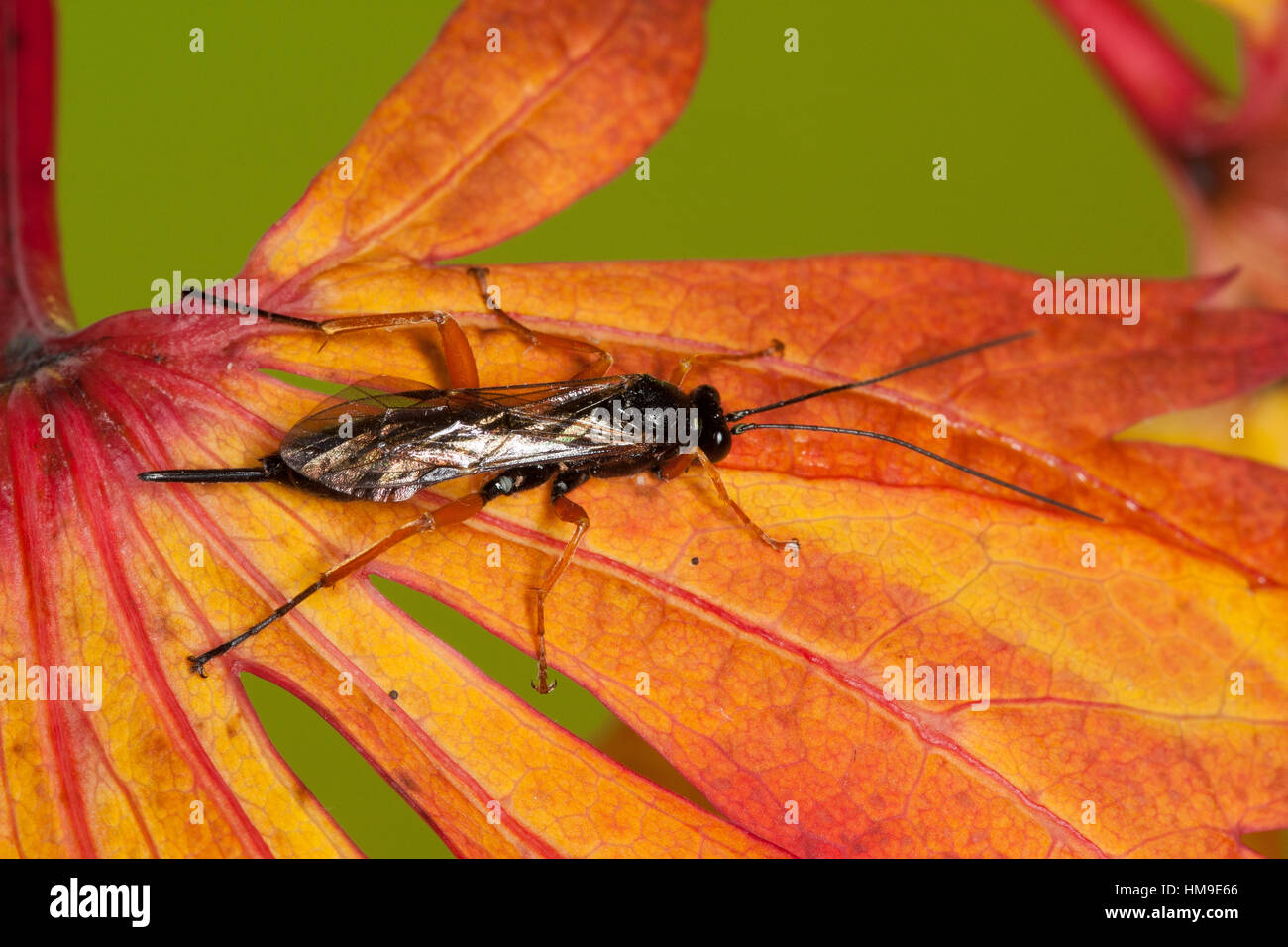 Schlupfwespe, Weibchen, Pimpla spec, Ichneumon, Schlupfwespe, Weiblich ...