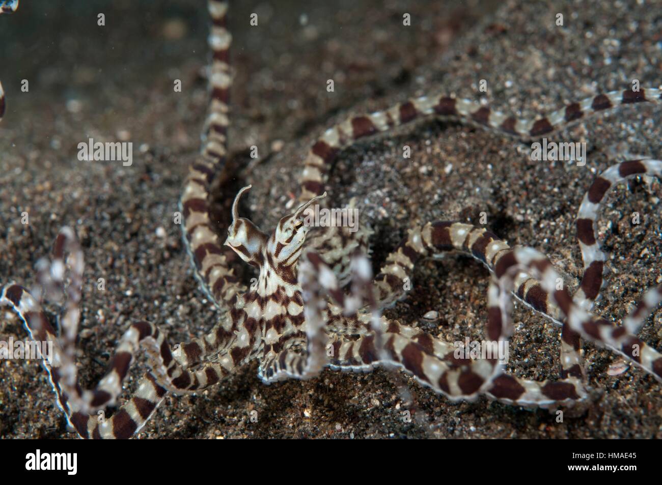 Mimic Octopus (sulawesi) Stockfotos & Mimic Octopus (sulawesi) Bilder ...