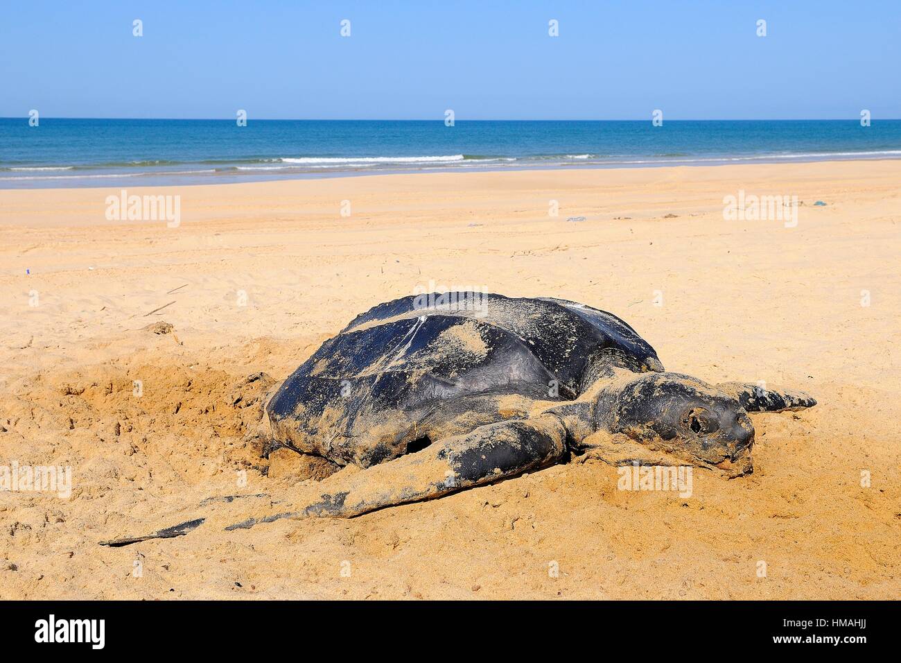 Kadaver -Fotos und -Bildmaterial in hoher Auflösung – Alamy
