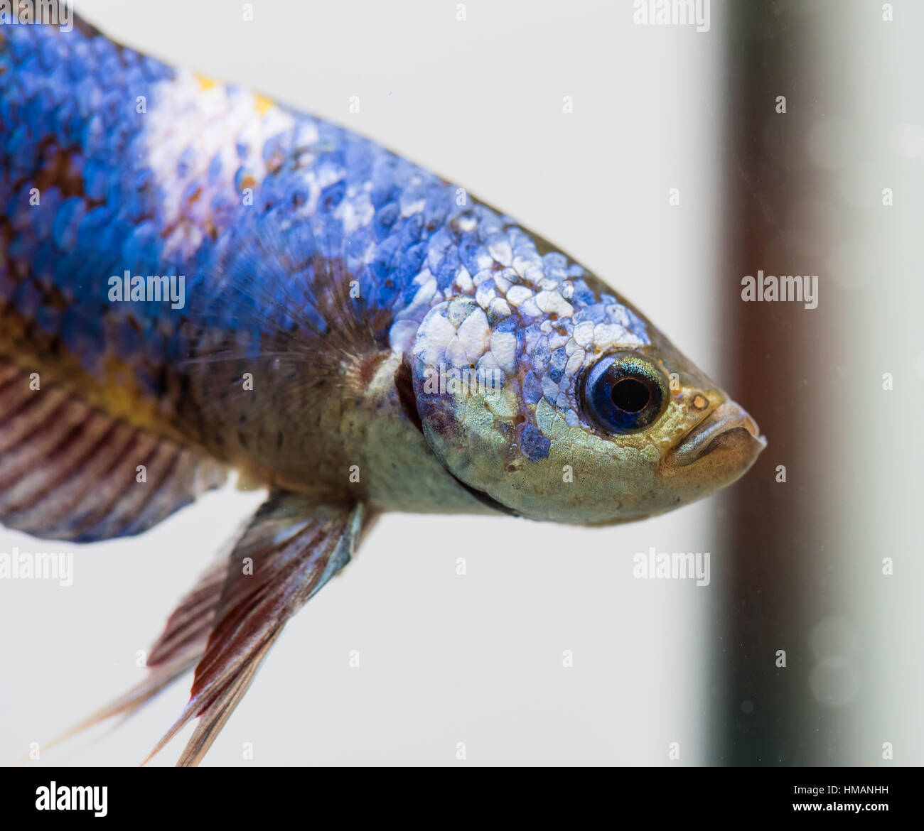 Betta Splendens (siamesische Kampffische). Riesige männliche Half Moon ...