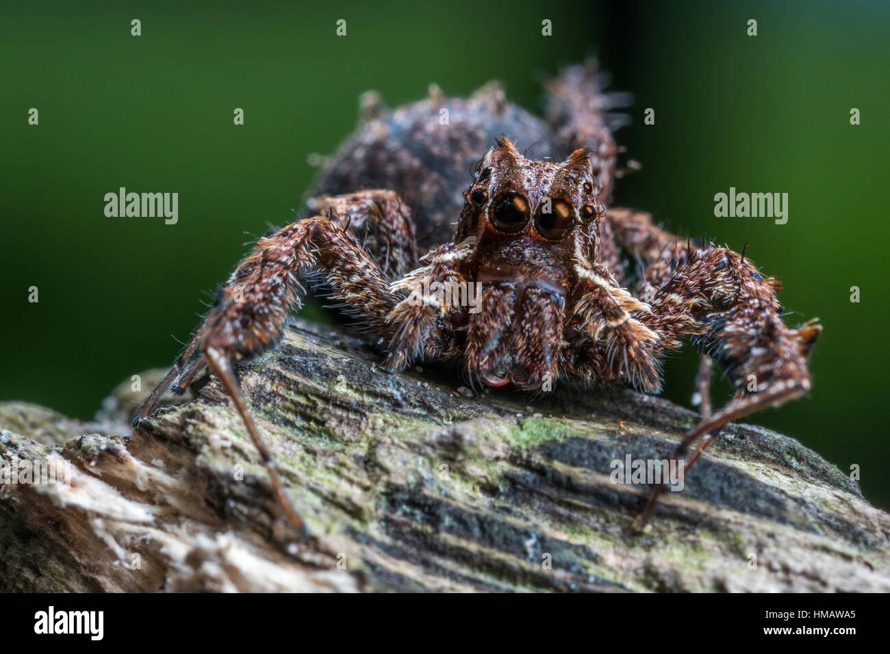 Springspinne. Bild aufgenommen am Kampung Skudup, Kuching, Sarawak ...
