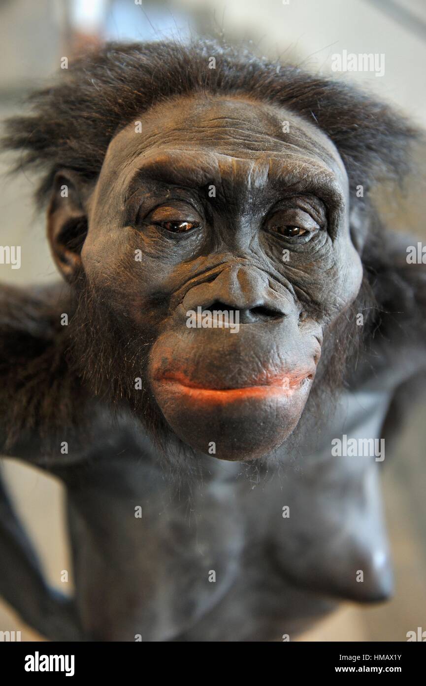 Corpus Rekonstruktion von Lucy, weibliche homininen Arten ...