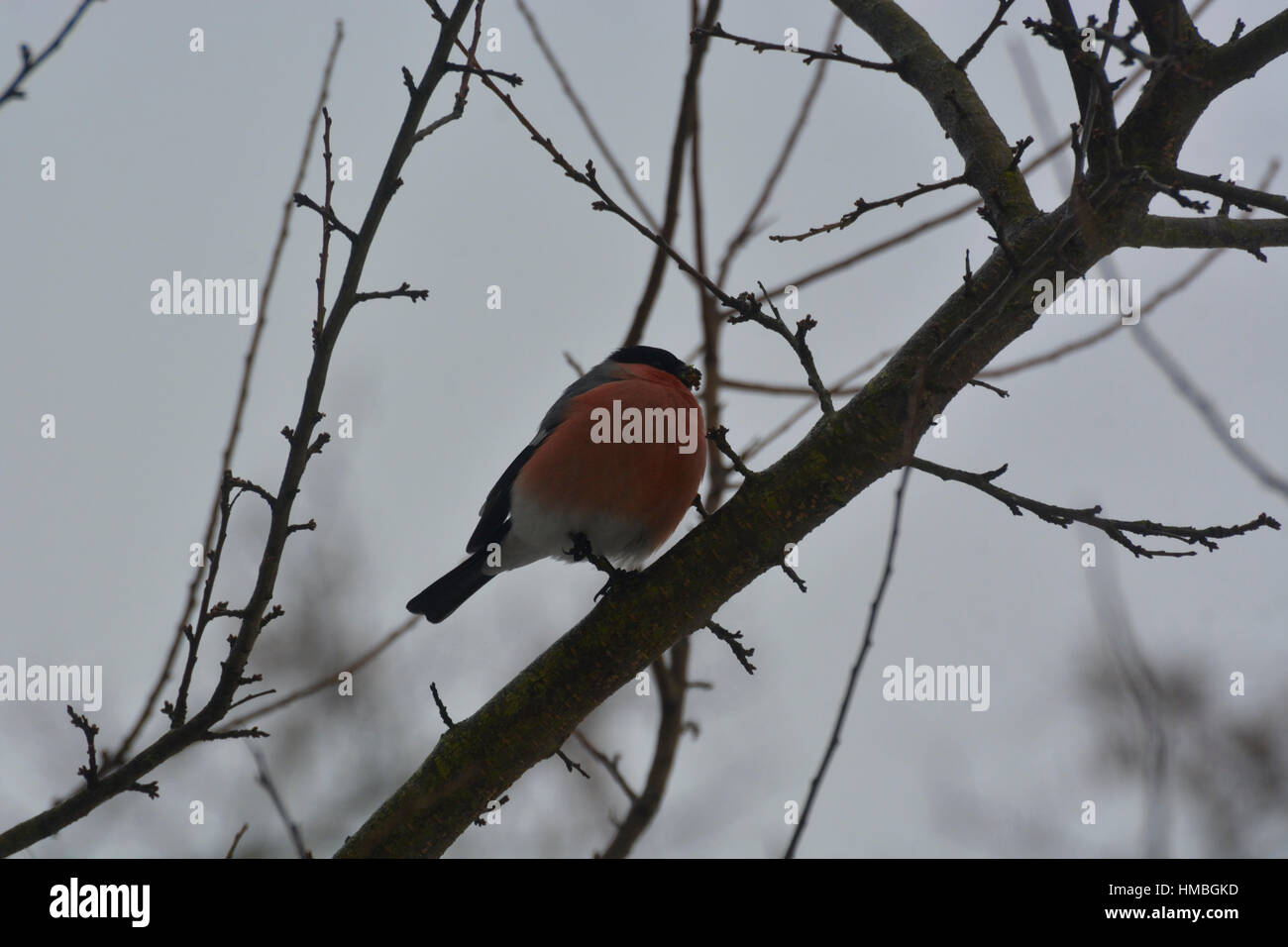 Gimpel winter -Fotos und -Bildmaterial in hoher Auflösung – Alamy