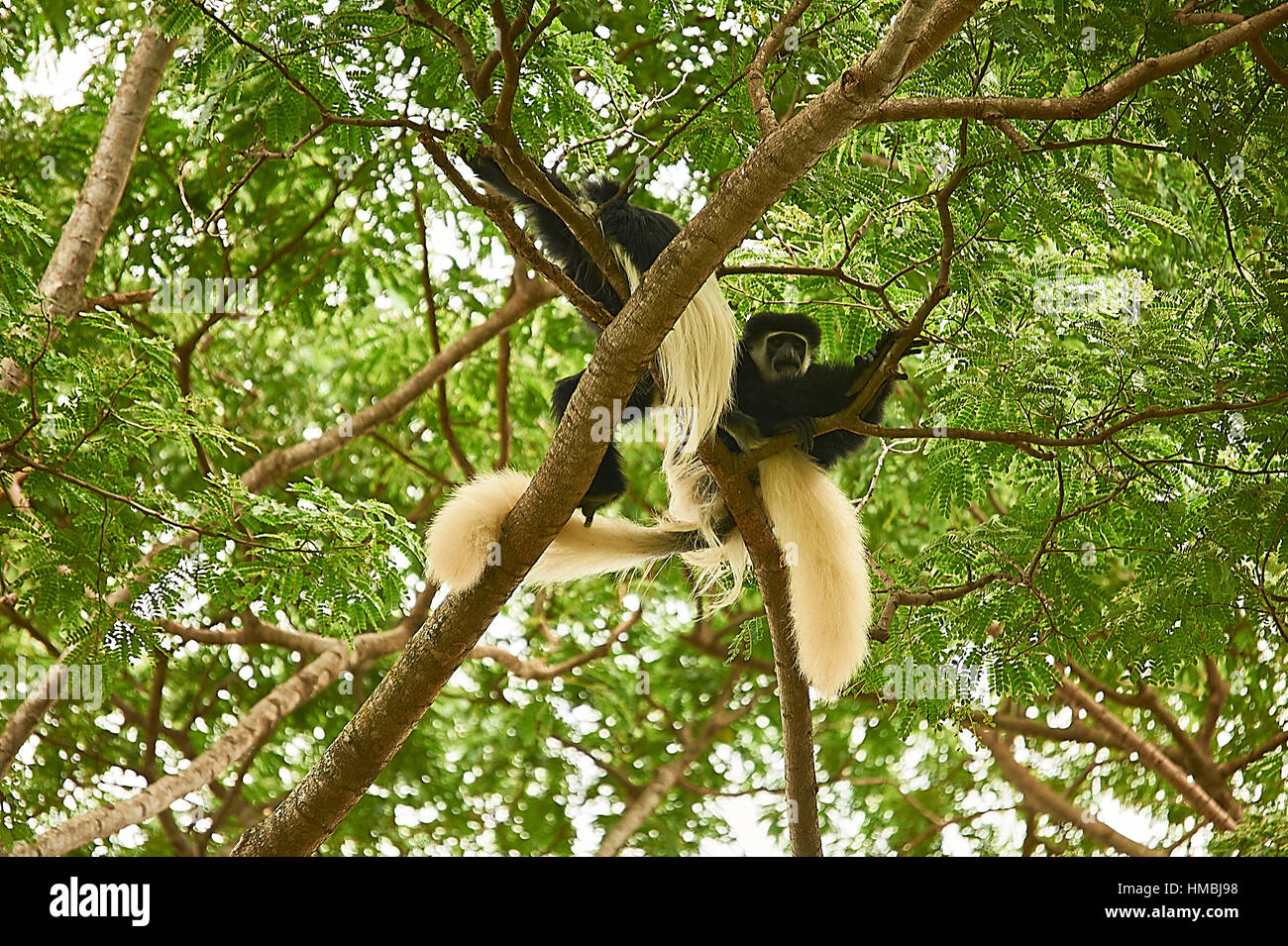 Schwarz weiß baum -Fotos und -Bildmaterial in hoher Auflösung – Alamy