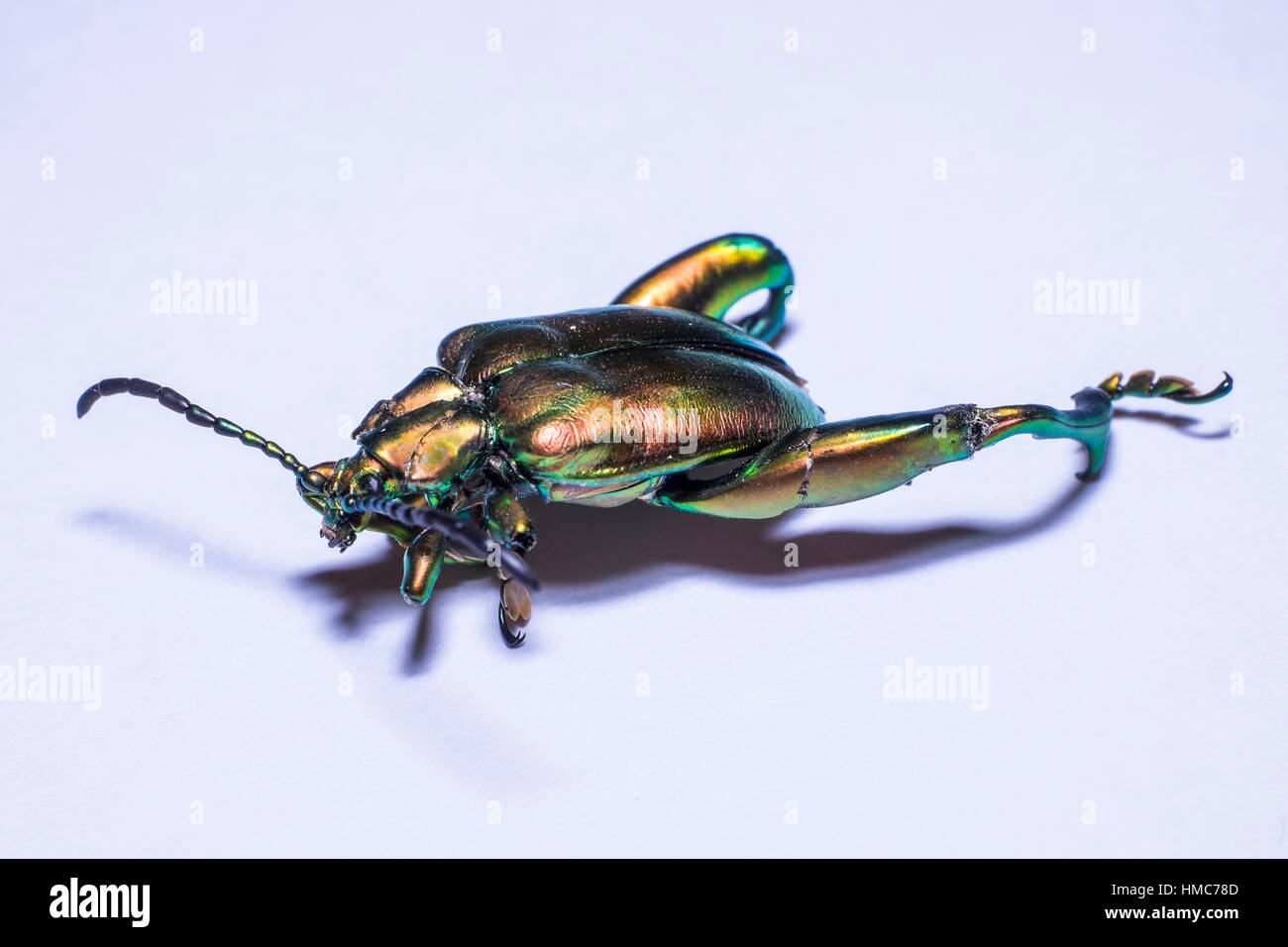 Tot metallischer Käfer mitgenommen und Studio, Kuching, Sarawak ...