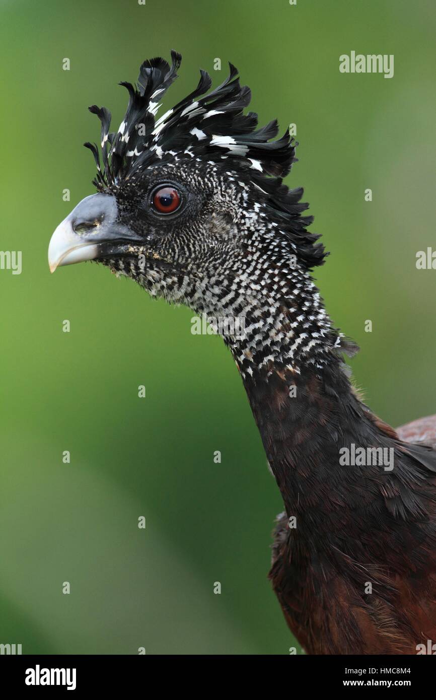 Großes Curassow (Crax Rubra). Parque Nacional De La Osa Halbinsel de ...