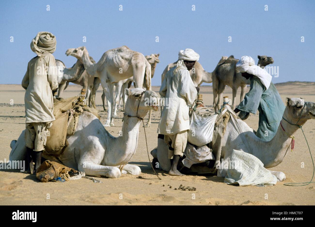 Kamel-Karawane Biwak mit Kameltreiber entlang der Wadi Halfa-Daraw ...