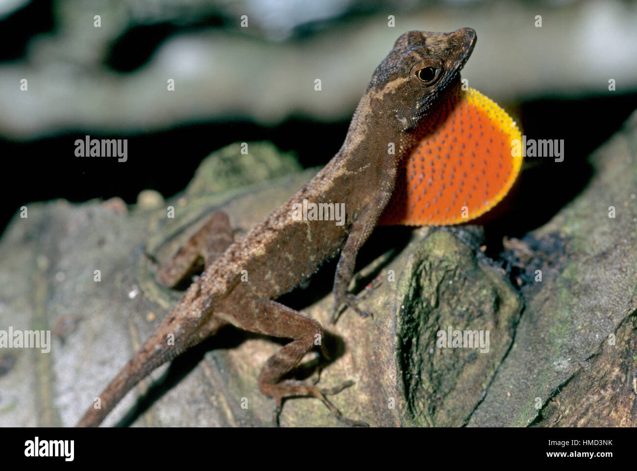Norops humilis -Fotos und -Bildmaterial in hoher Auflösung – Alamy
