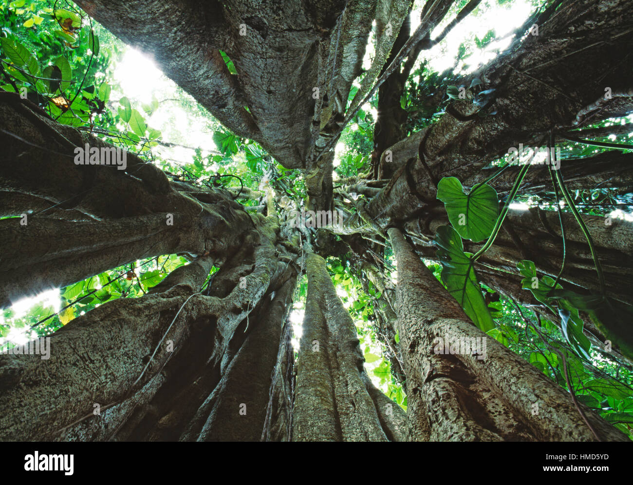 Ficus Ficus Sp Stockfotos und -bilder Kaufen - Alamy