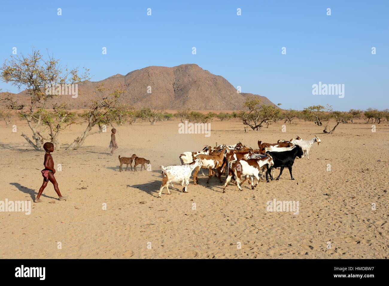 Himba-Kinder hüten Ziegen, Marienfluss Tal, Kaokoland Wüste, Namibia ...