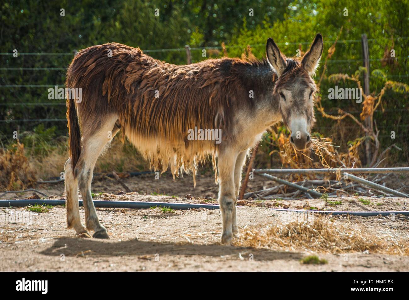 Junger Esel Stockfotos und -bilder Kaufen - Alamy