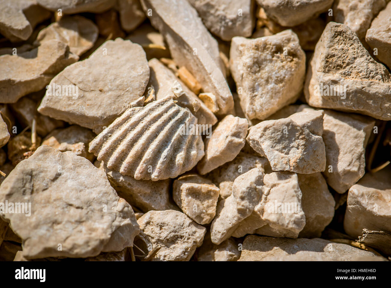 Fossil limestone paleontology -Fotos und -Bildmaterial in hoher ...