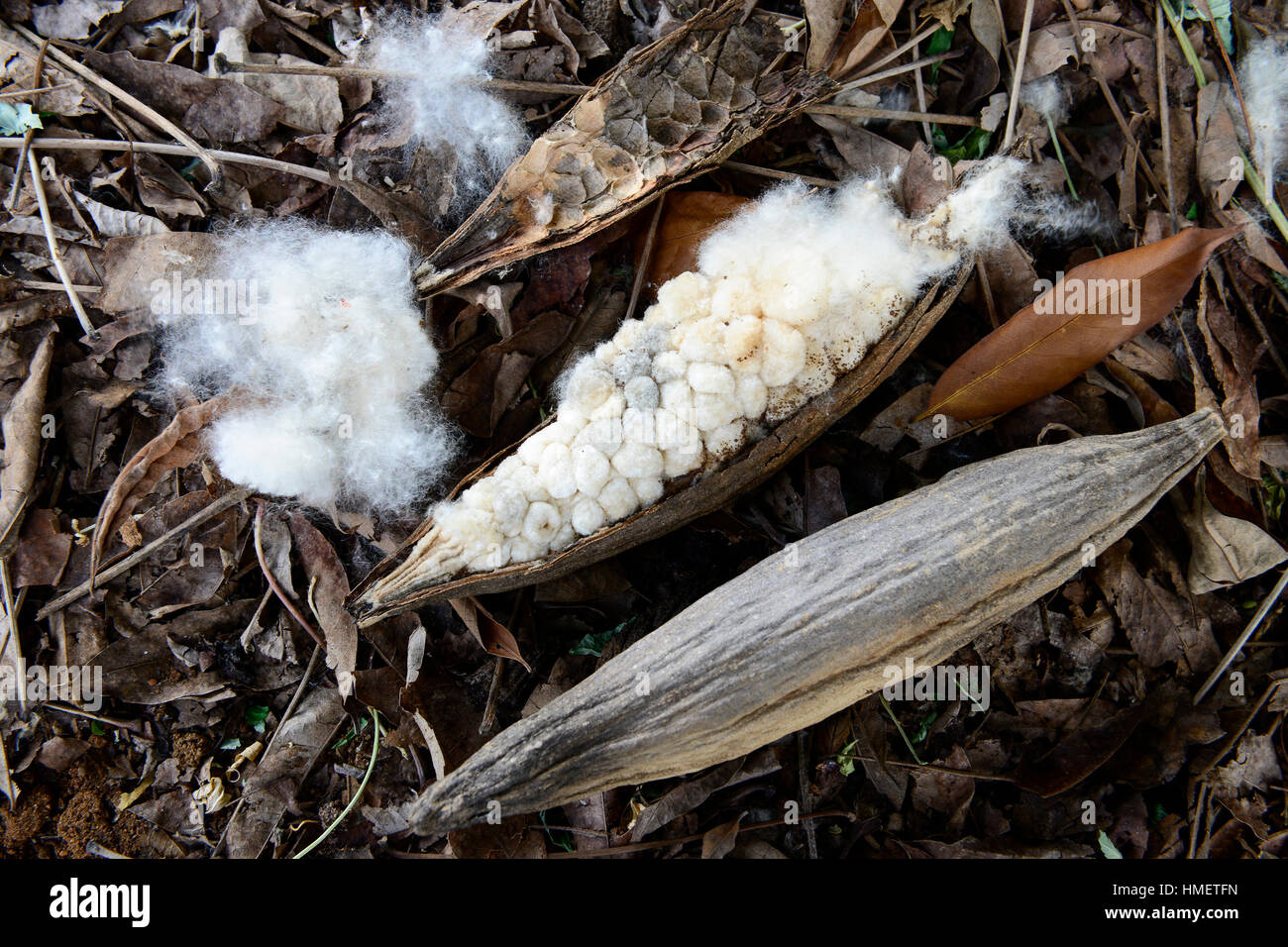 Kenia, Faser Frucht des Kapok-Baum oder so genannte Baumwolle Baum ...