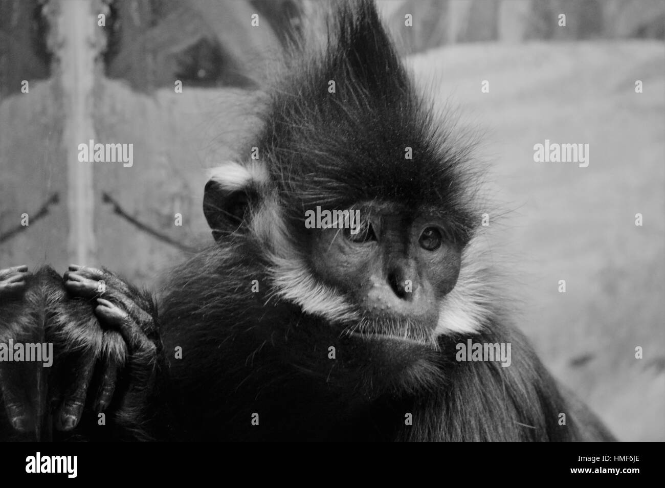 Affe mit schwarzem und weißem gesicht Schwarzweiß-Stockfotos und ...