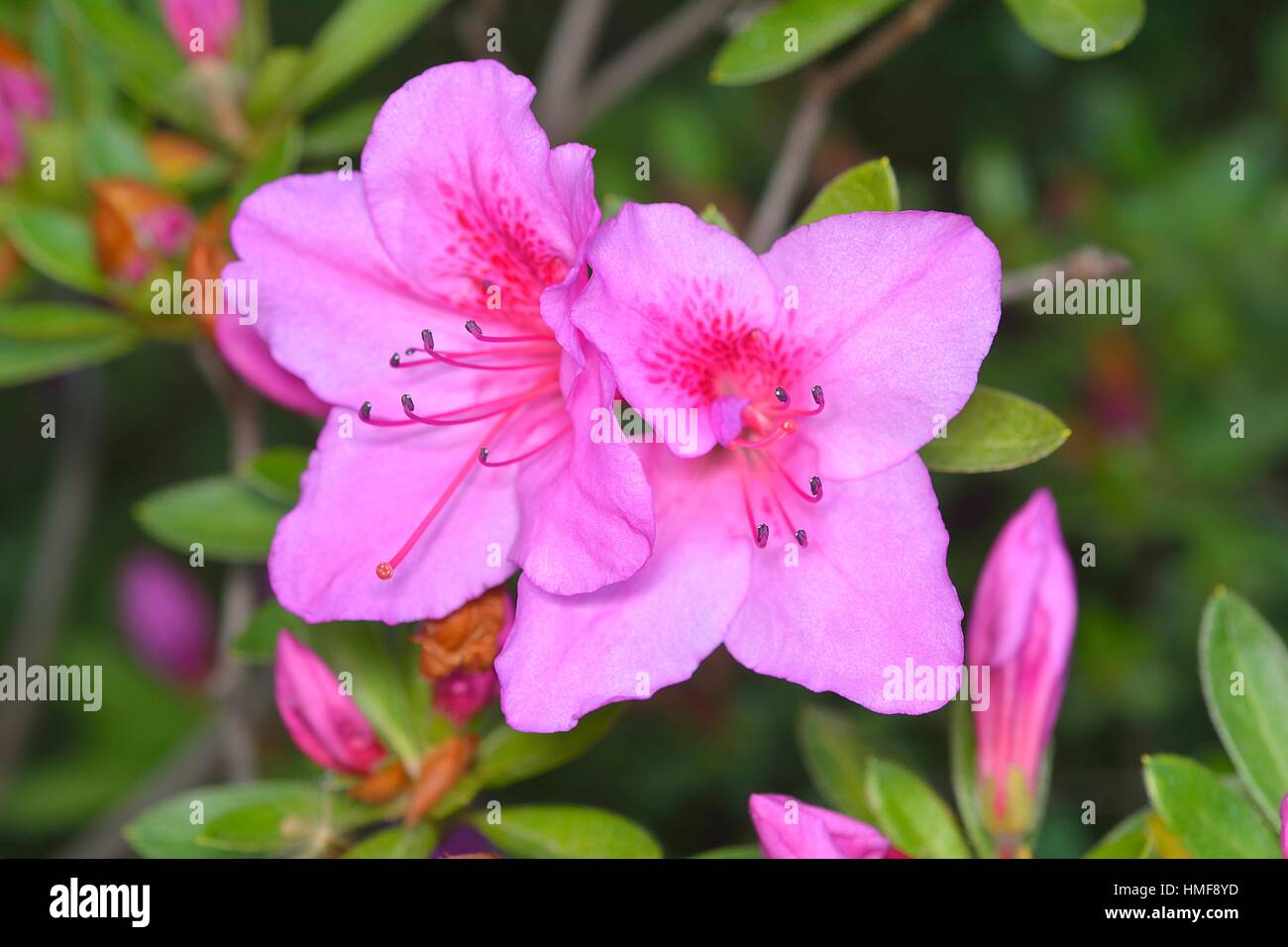 Rhododendron (Rhododendron Simsii Stockfotografie - Alamy