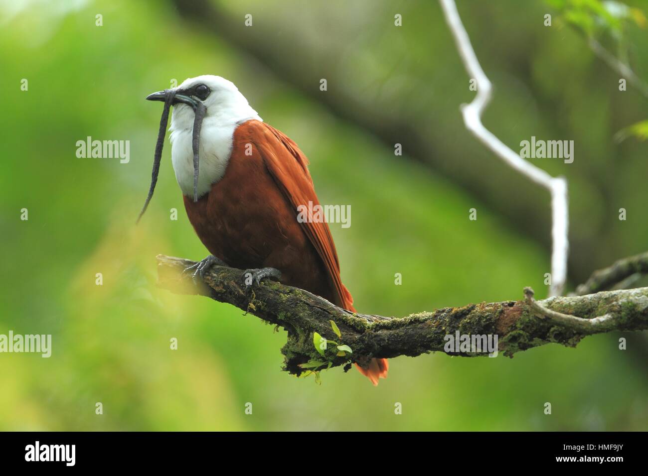 Procnias Tricarunculatus, Campanero Tricarunculado Ó Pájaro Campana de ...