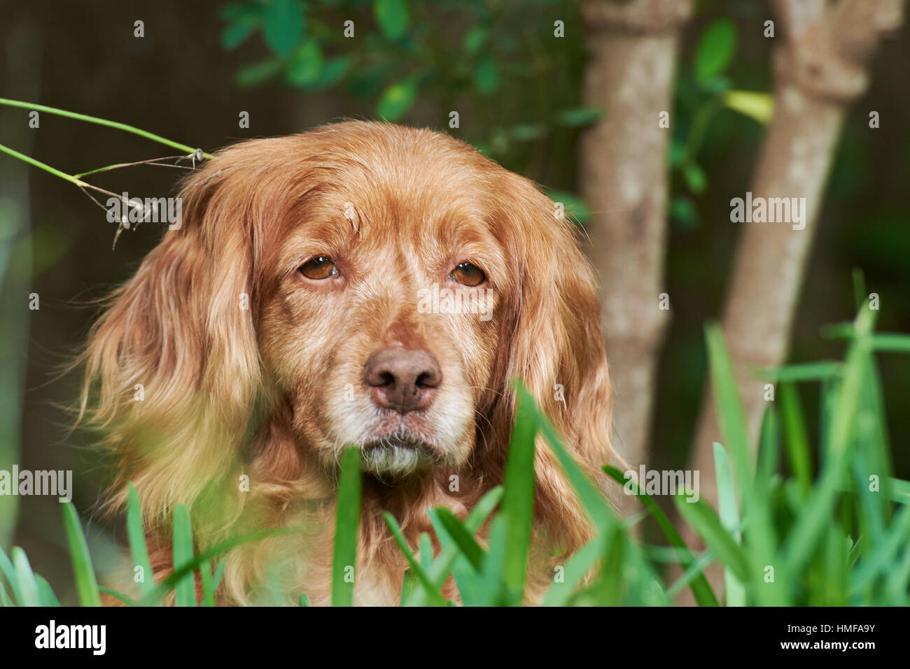 Brauner cockerspaniel -Fotos und -Bildmaterial in hoher Auflösung – Alamy