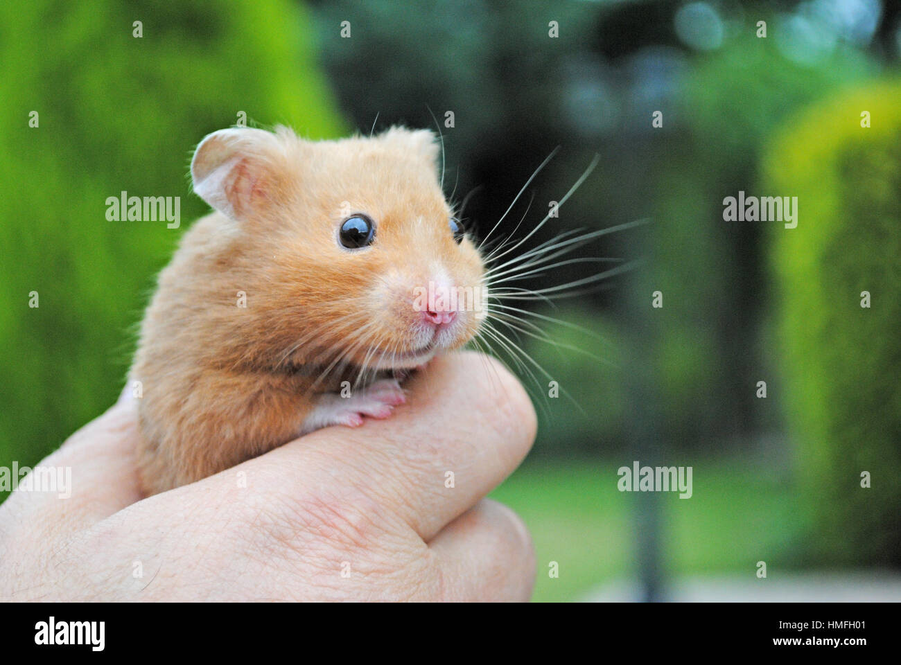 Hamster nose -Fotos und -Bildmaterial in hoher Auflösung – Alamy