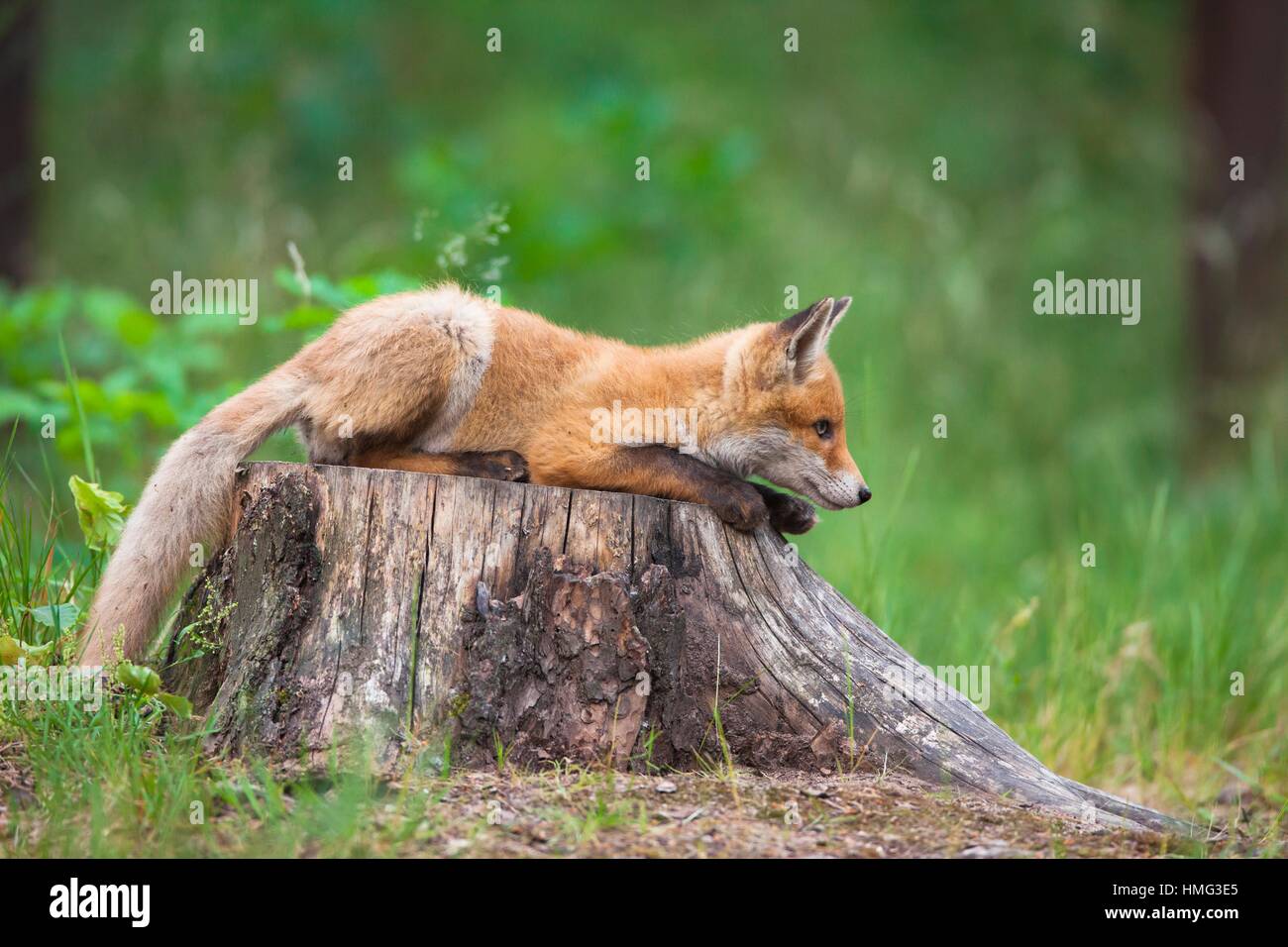 Liegender Fuchs Stockfotos und -bilder Kaufen - Alamy