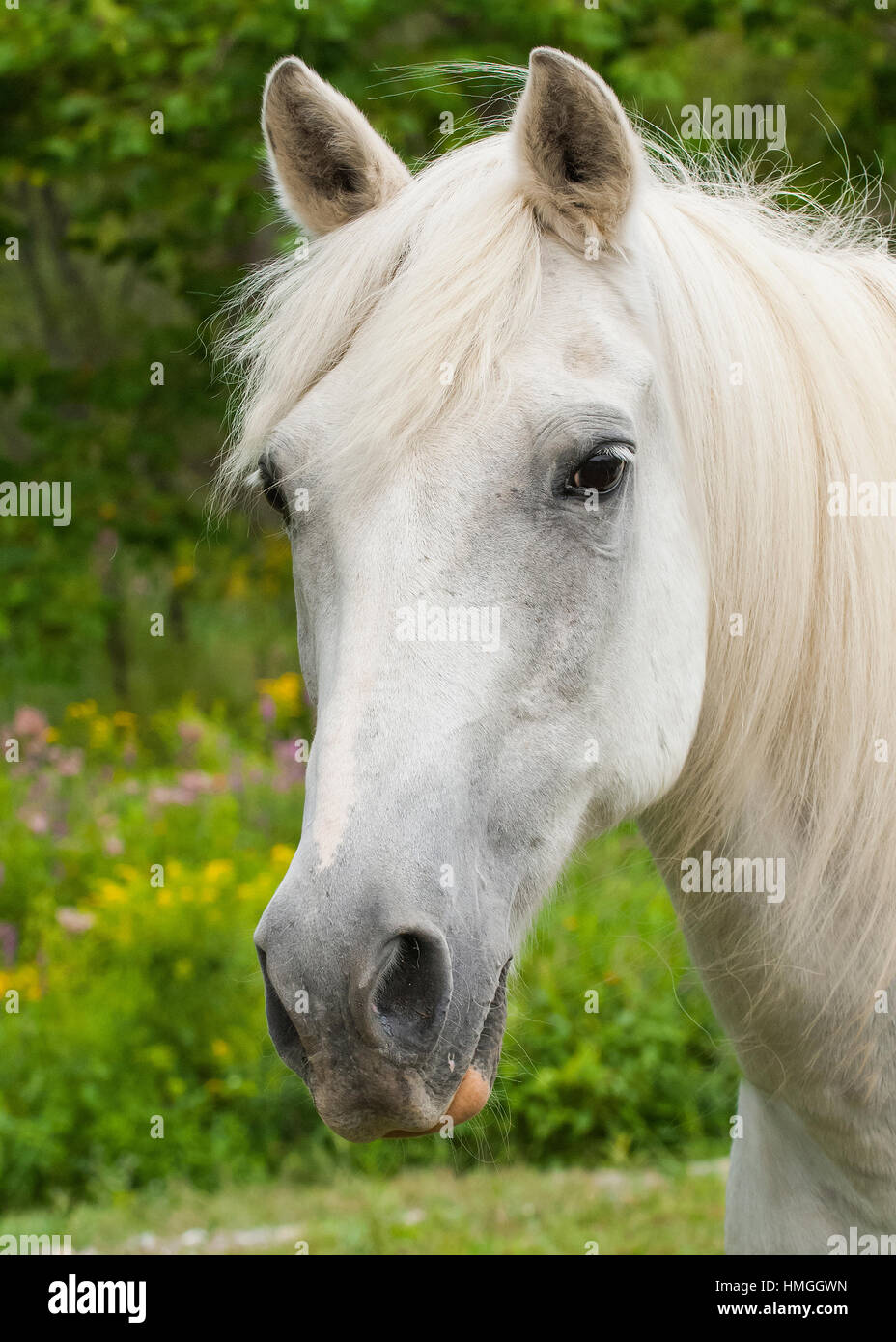 Schön schön weiß Grau arabische arabische Pferd außerhalb Headshot mit ...