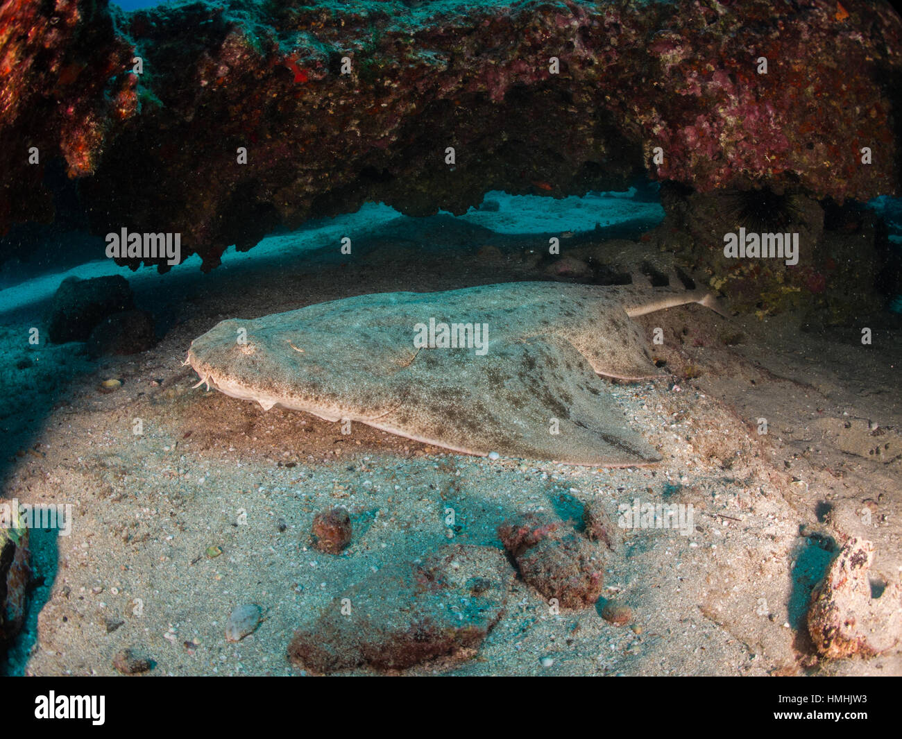 Angelote (Squatina Squatina), La Graciosa, Lanzarote, Kanarische Inseln ...