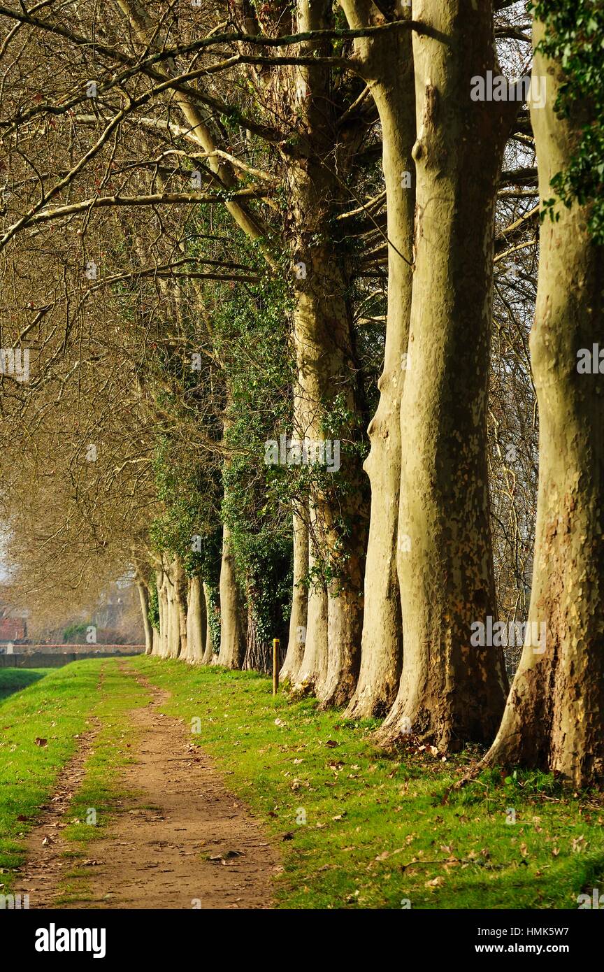 Platanus Spp Stockfotos und -bilder Kaufen - Alamy