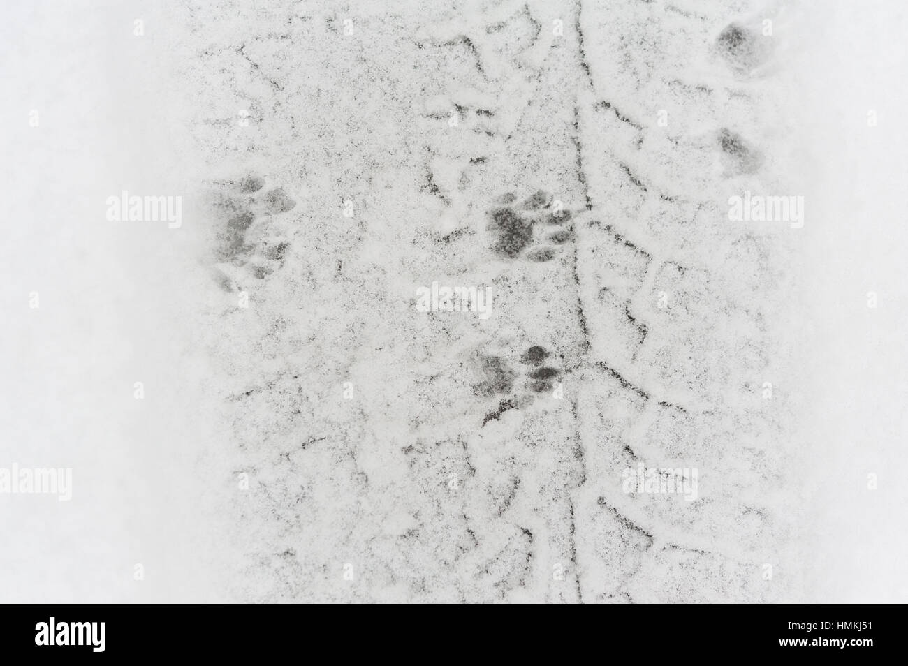Spur Waschbar Schnee