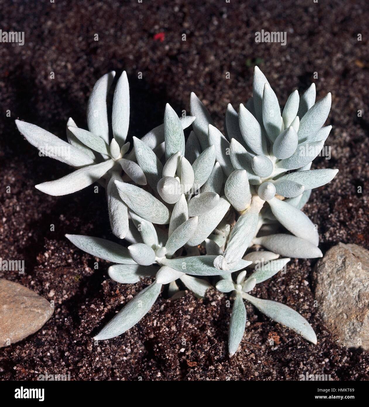 Wolly senecio senecio haworthii -Fotos und -Bildmaterial in hoher ...