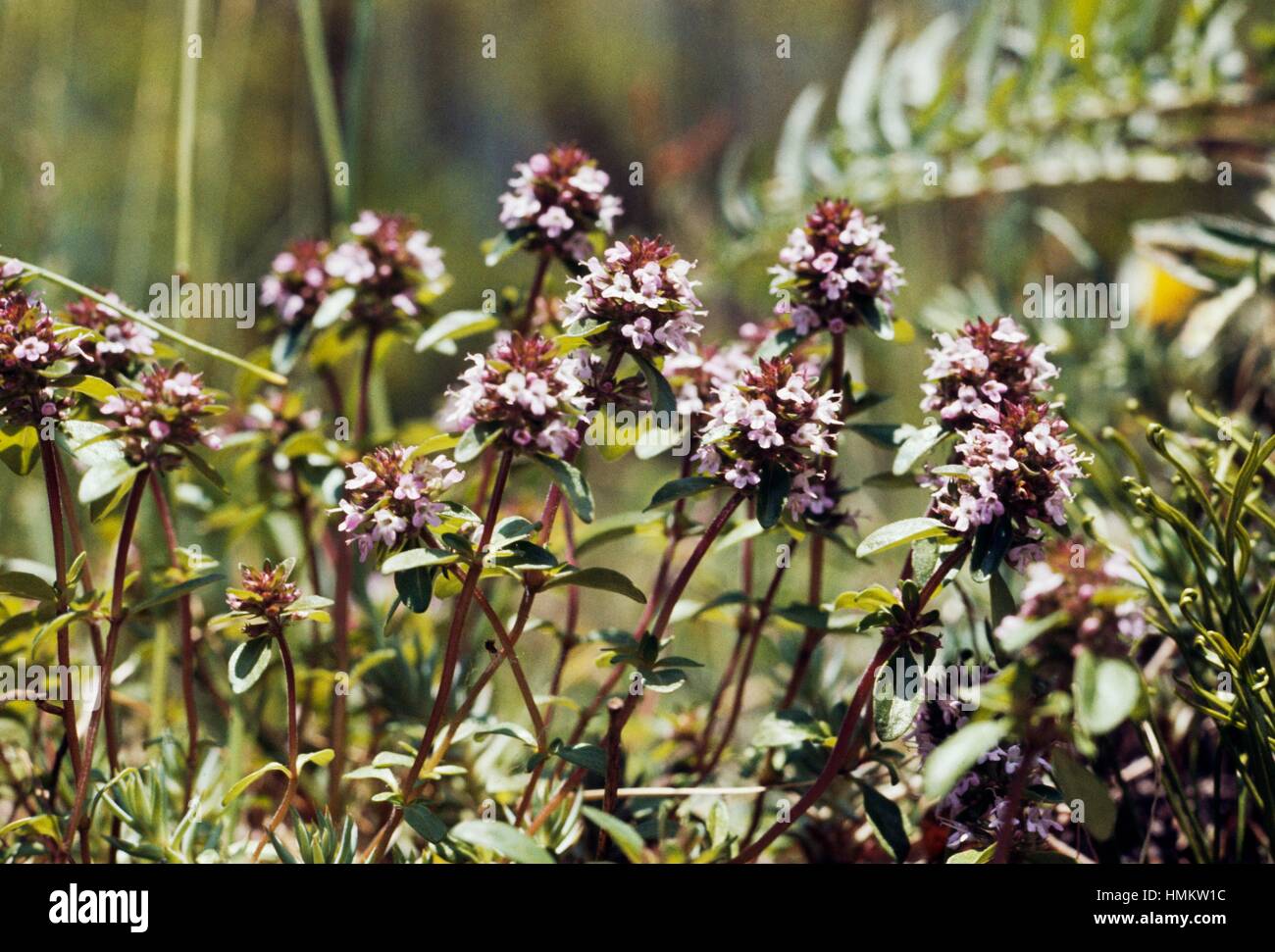 Breckland Thymian, Feldthymian oder Creeping Thymian (Thymus Serpyllum ...