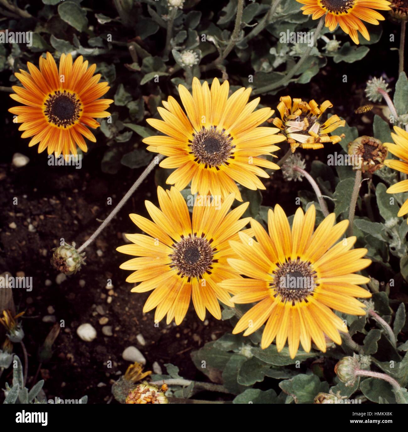 Arctotis sp -Fotos und -Bildmaterial in hoher Auflösung – Alamy