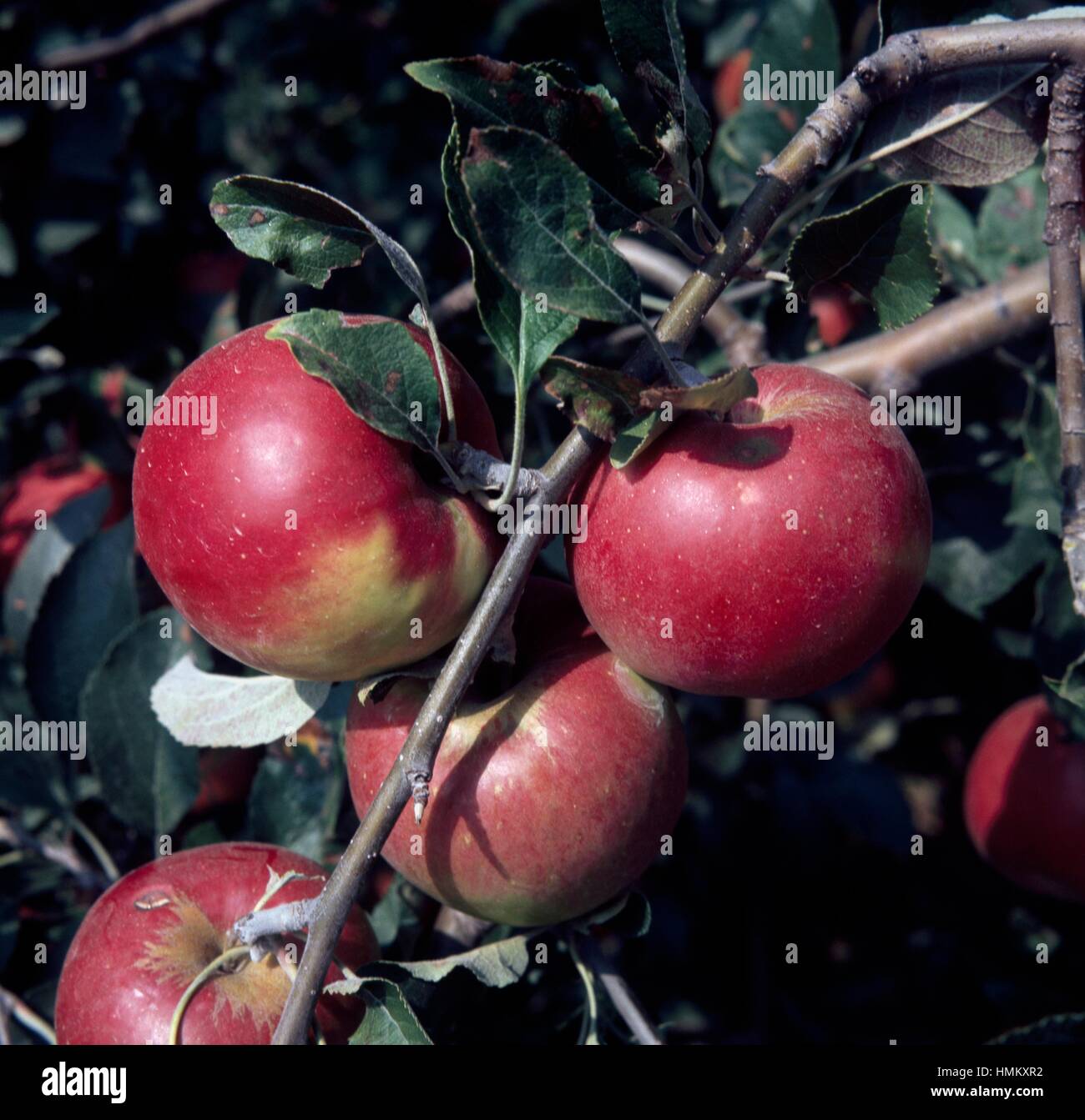 Apfel jonathan -Fotos und -Bildmaterial in hoher Auflösung – Alamy