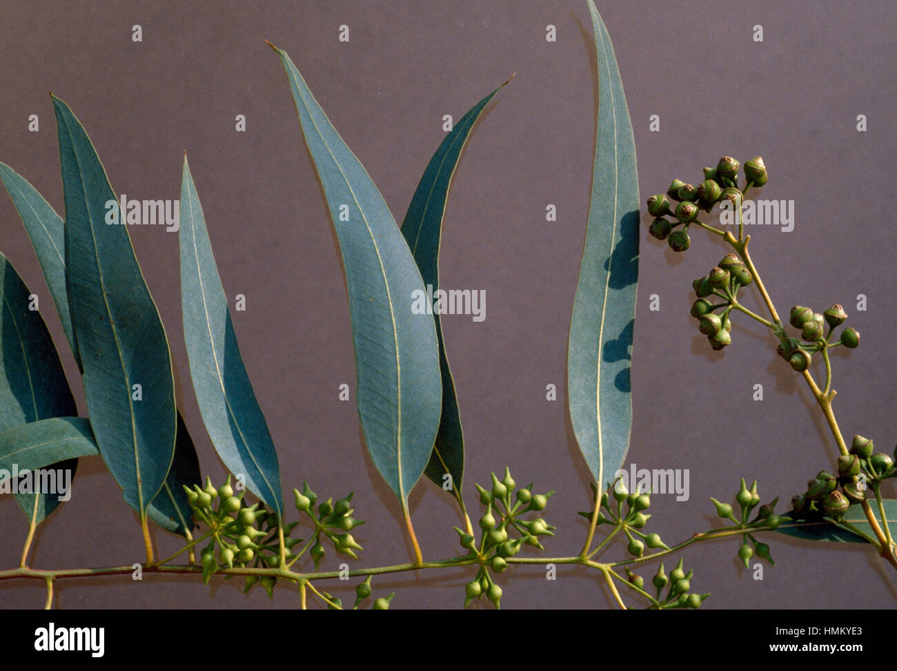 Ast zweig branch -Fotos und -Bildmaterial in hoher Auflösung – Alamy