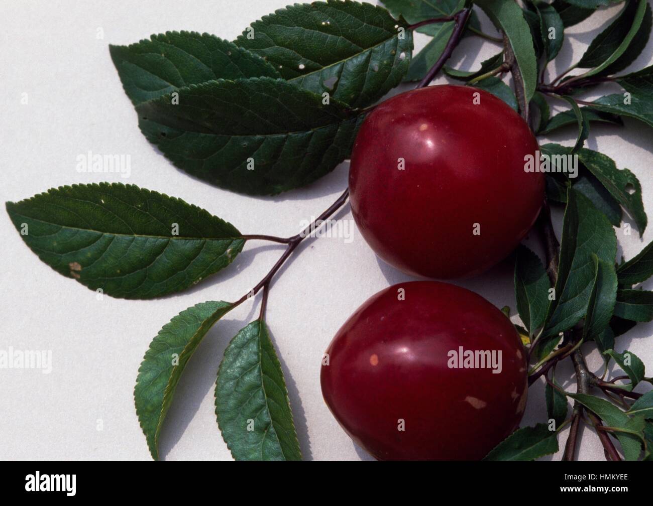 European Plum Prunus Domestica Prunus Stockfotos & European Plum Prunus ...