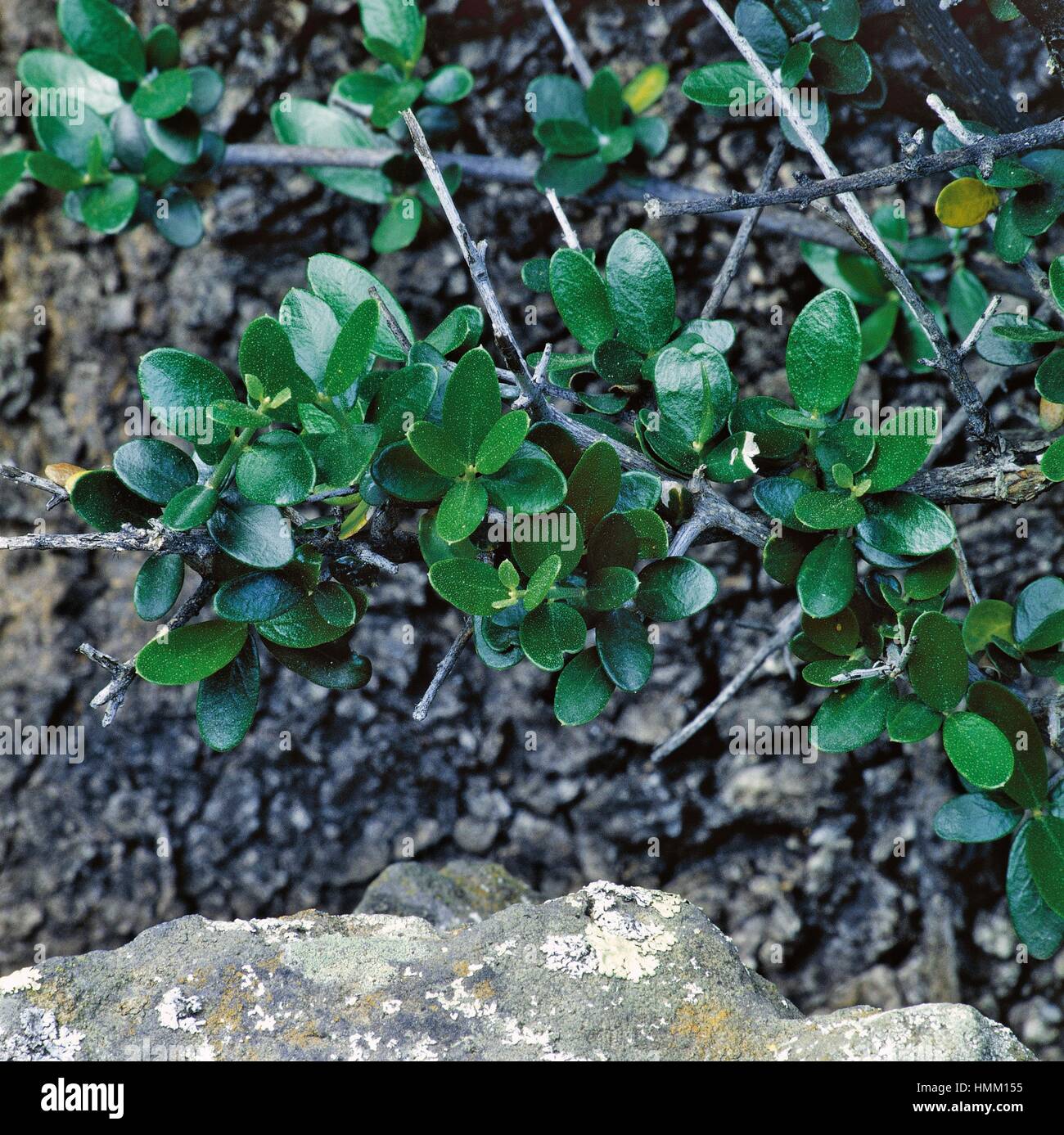 Olea sylvestris -Fotos und -Bildmaterial in hoher Auflösung – Alamy