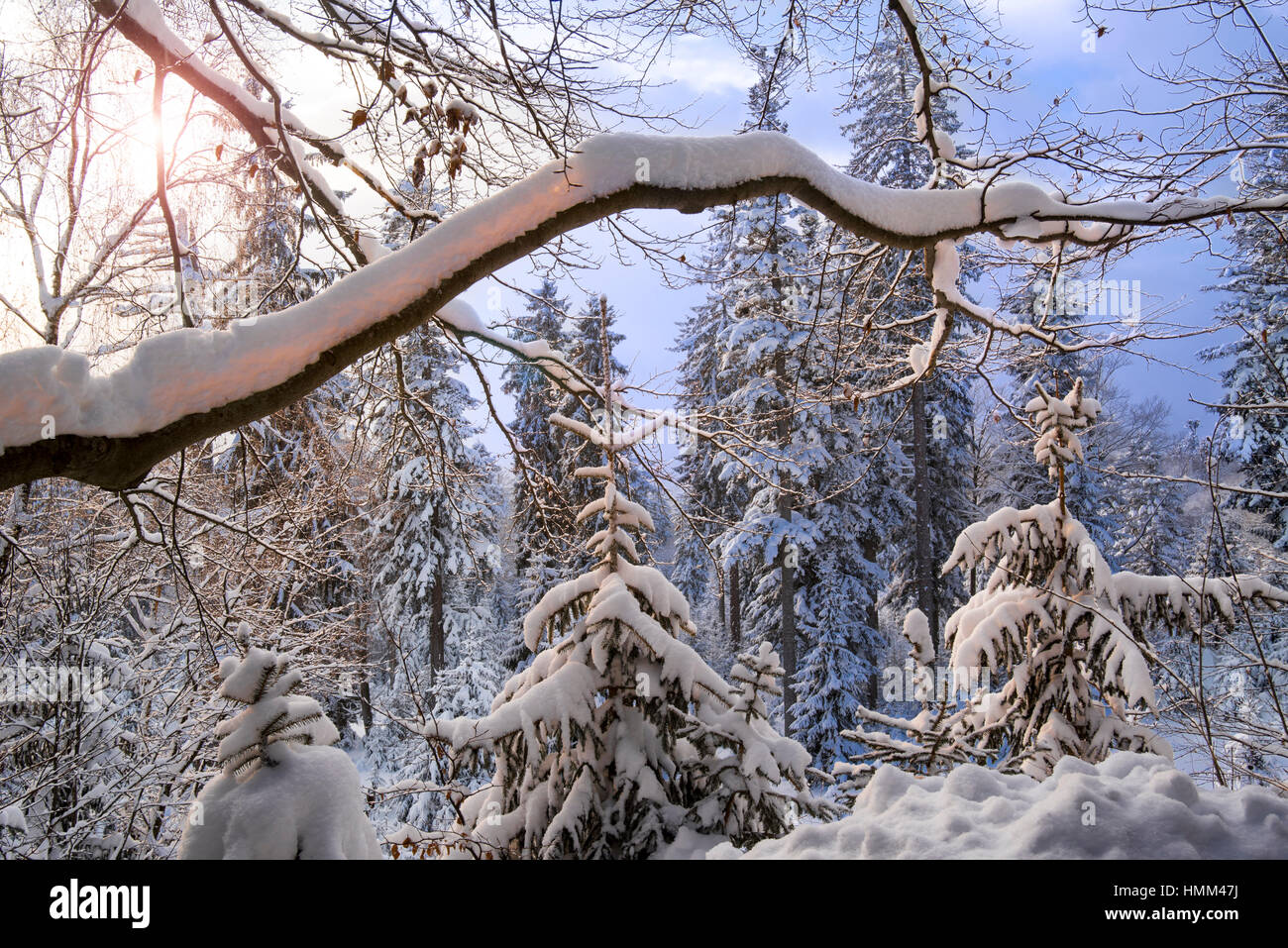 Ast, beladen mit Schnee in Fichte Nadelwald im Winter bei ...