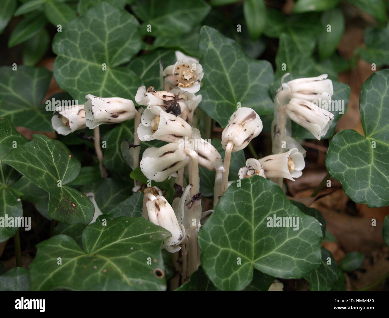 Indian pipe weed -Fotos und -Bildmaterial in hoher Auflösung – Alamy