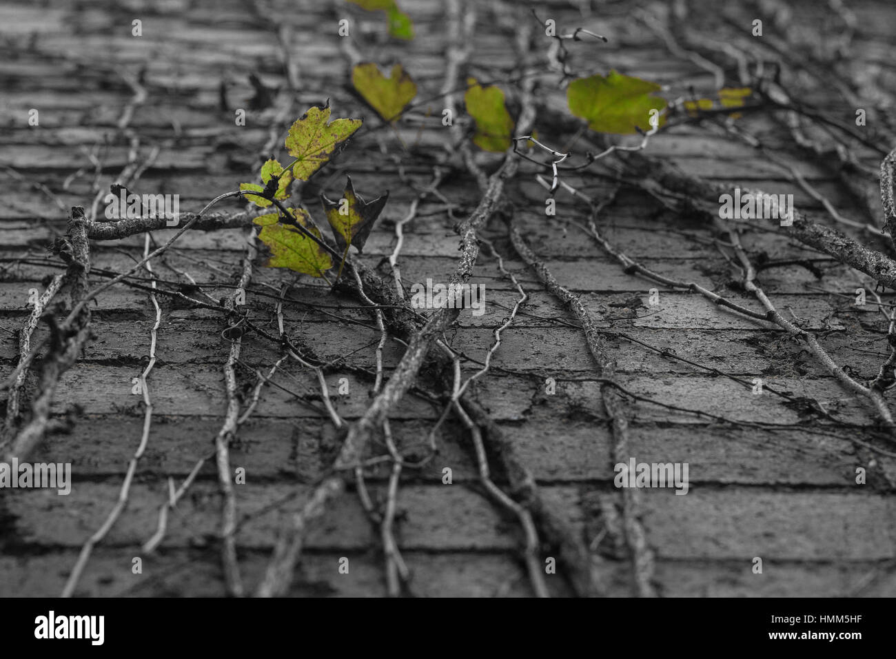 Wallpaper vectors -Fotos und -Bildmaterial in hoher Auflösung – Alamy