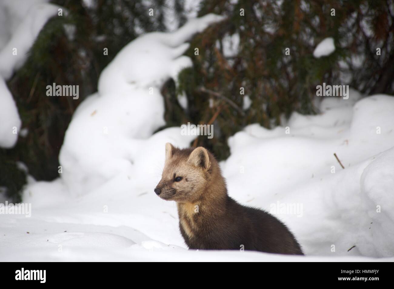 Ferret leash -Fotos und -Bildmaterial in hoher Auflösung – Alamy