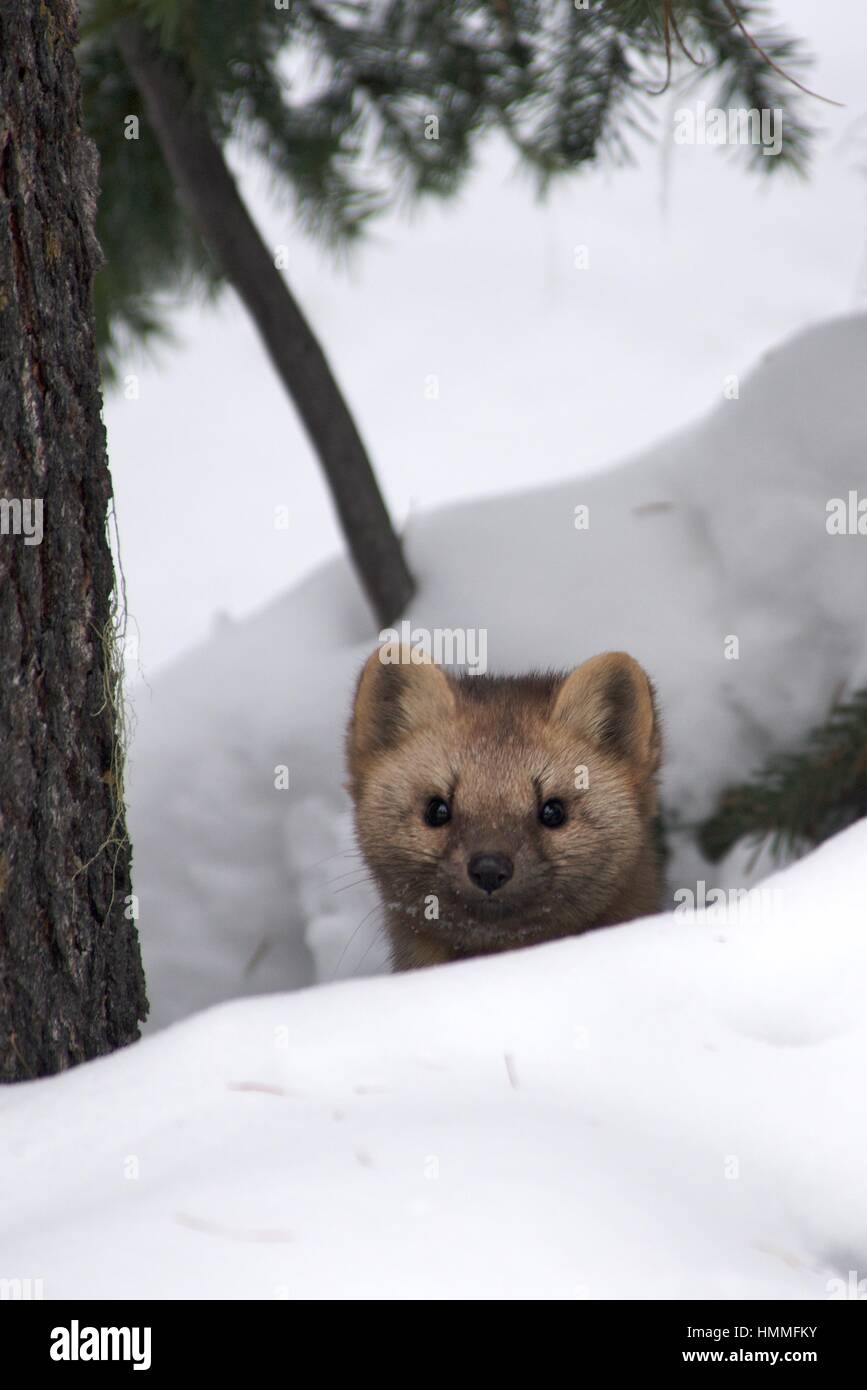 Ferret Leash Stockfotos und -bilder Kaufen - Alamy