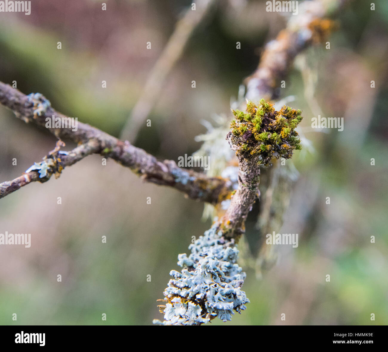 Fruticose lichen -Fotos und -Bildmaterial in hoher Auflösung – Alamy