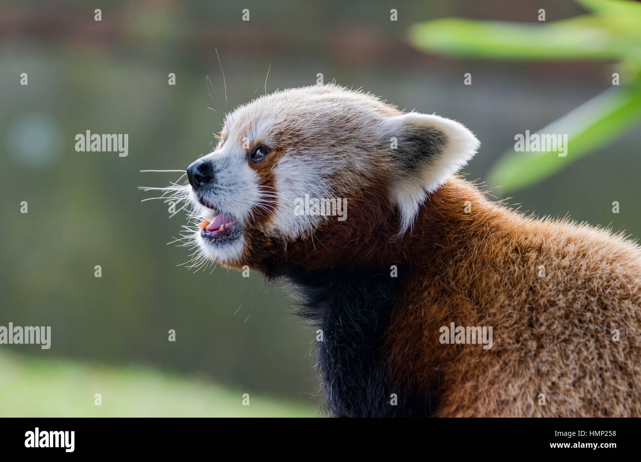 Roter panda tier -Fotos und -Bildmaterial in hoher Auflösung – Alamy