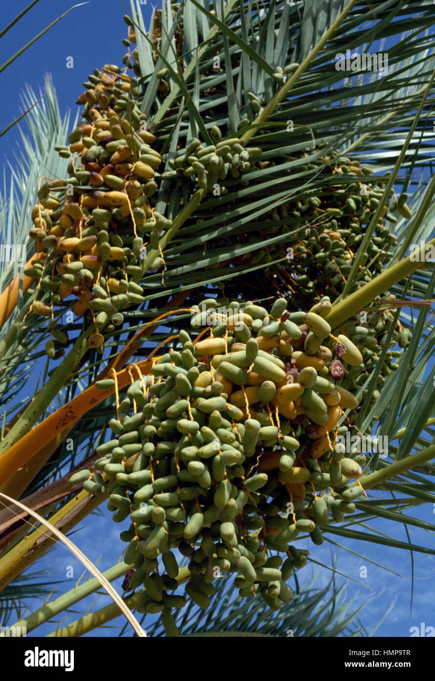 Date palm phoenix dactylifera -Fotos und -Bildmaterial in hoher Auflösung – Alamy