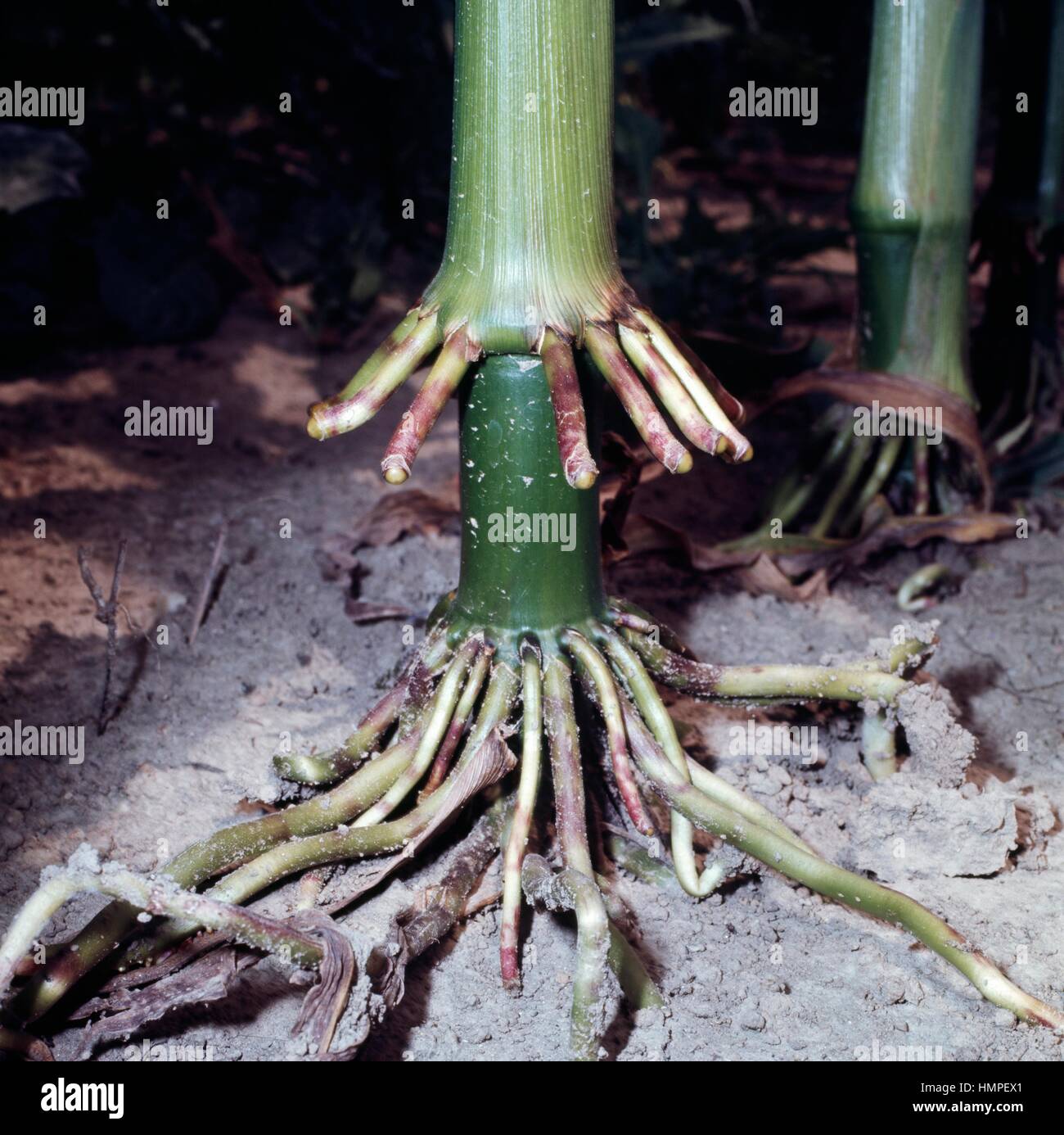 Maiswurzeln zea mays -Fotos und -Bildmaterial in hoher Auflösung – Alamy