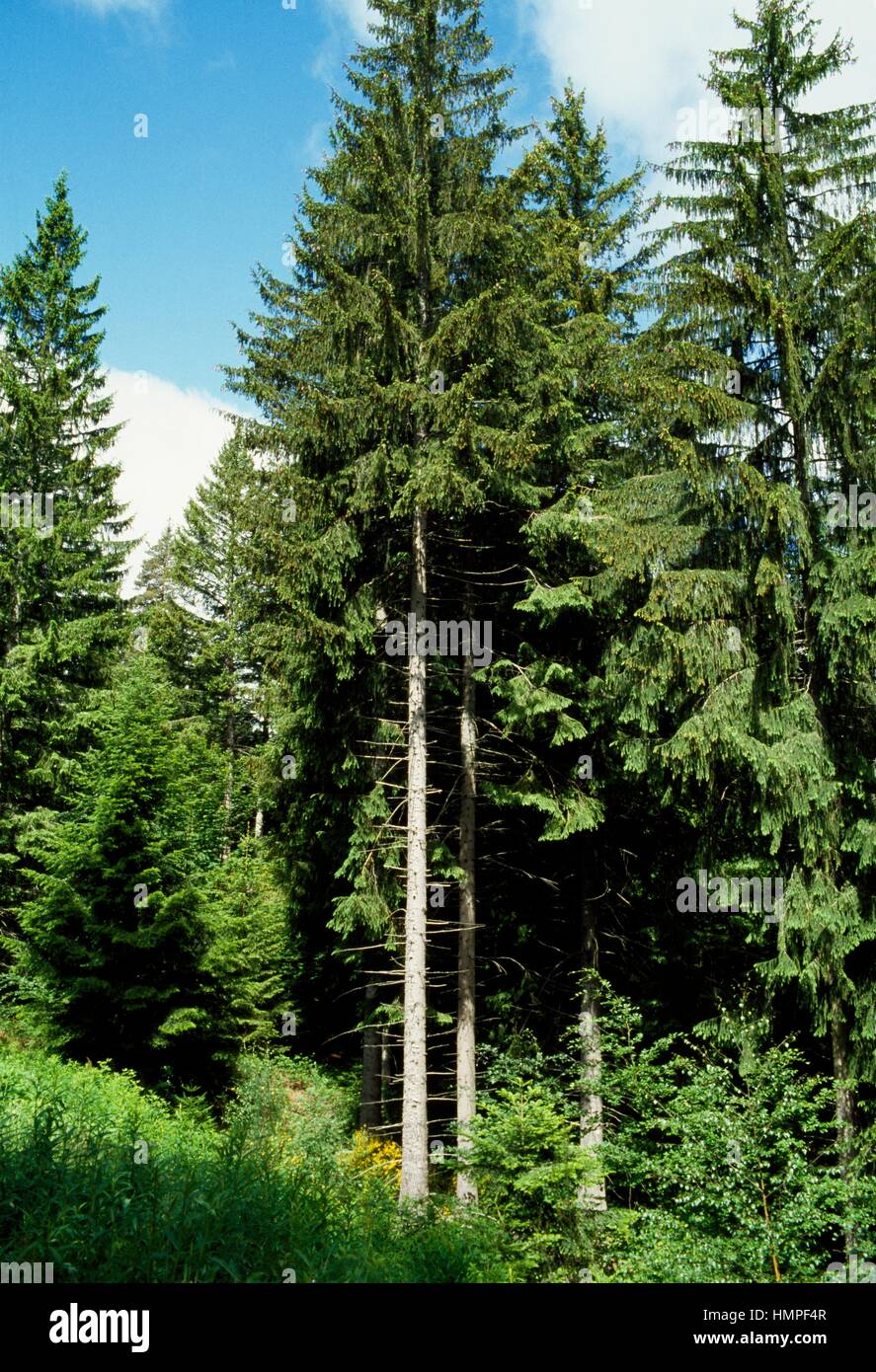 Tannen abies sp -Fotos und -Bildmaterial in hoher Auflösung – Alamy