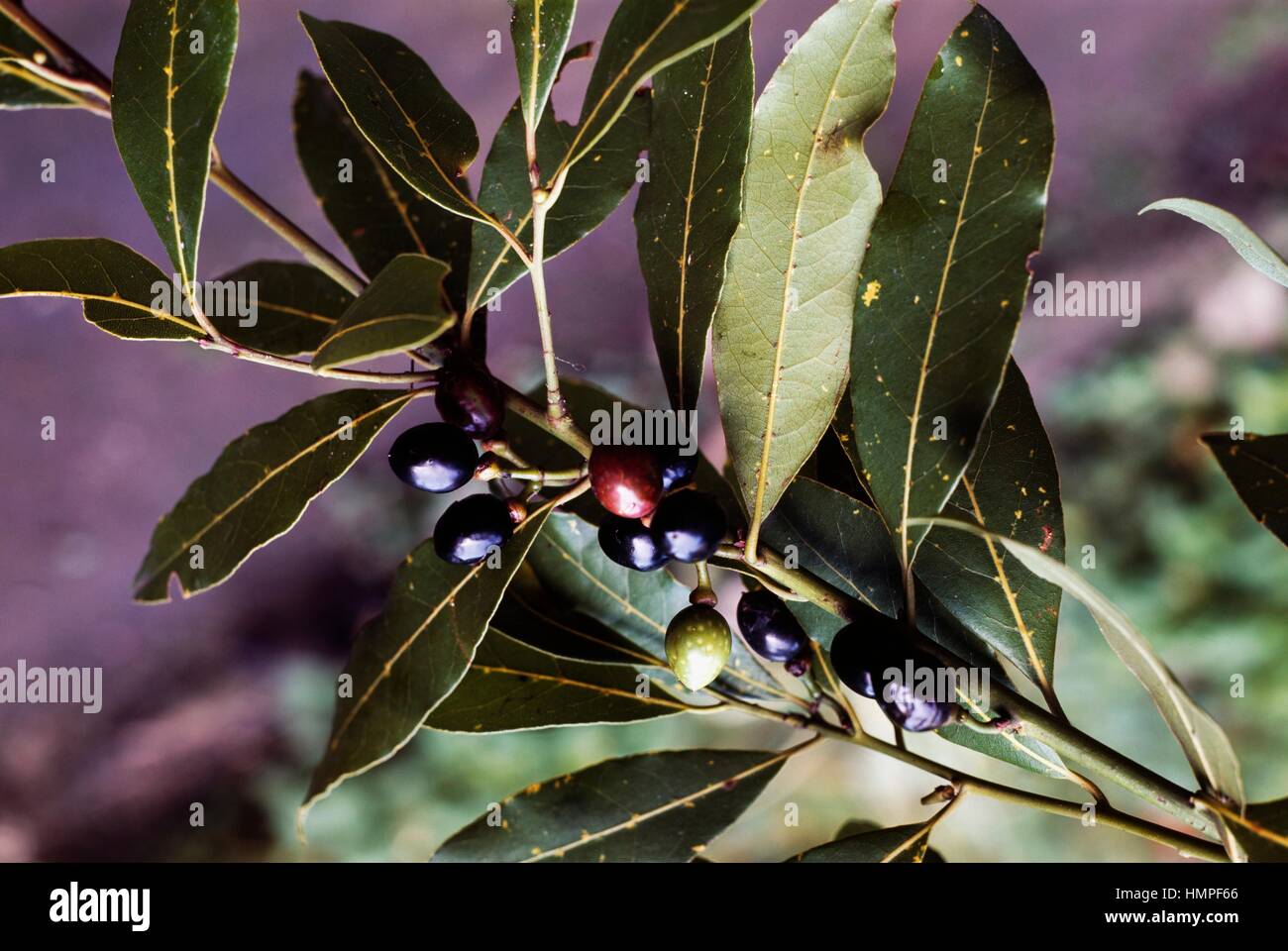 Roter lorbeer -Fotos und -Bildmaterial in hoher Auflösung – Alamy
